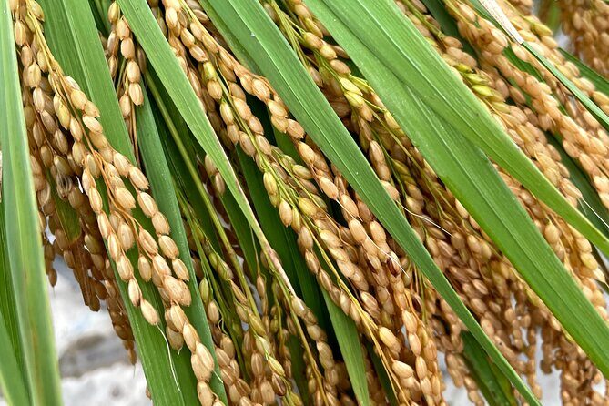 Private Rice Agriculture Experience in Mie - Is It Worth the Price?