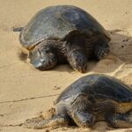 Private Road to Hana Tour with Pickup-Ultimate Package, Backside - Value and Practicality: What Does This Tour Offer?