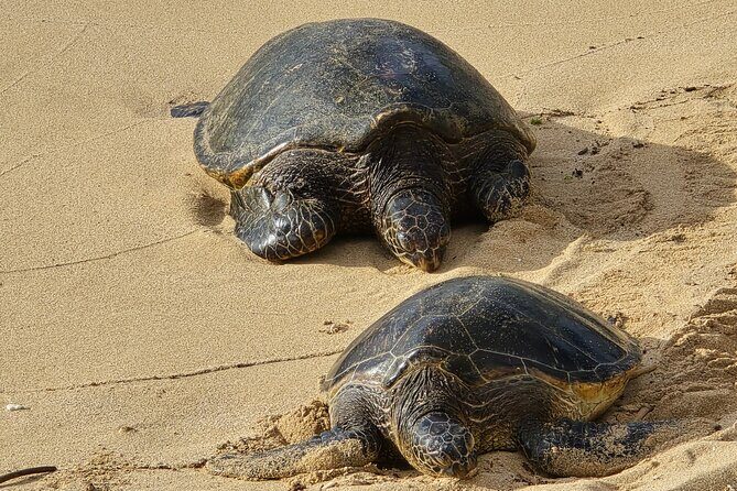 Private Road to Hana Tour with Pickup-Ultimate Package, Backside - Value and Practicality: What Does This Tour Offer?