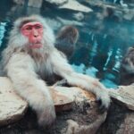 Private roundtrip transport: to/from Snow Monkey Park - Who Should Consider This Tour?