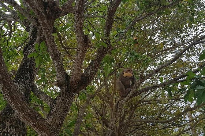 Private Rountrip Transfer to Marble Mountain - Monkey Mountain - Dragon Bridge - Who Will Enjoy This Tour?