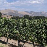 Private Santa Ynez Valley Wine Tasting Tour for up to 4 guests - What’s Included and What You’ll Love