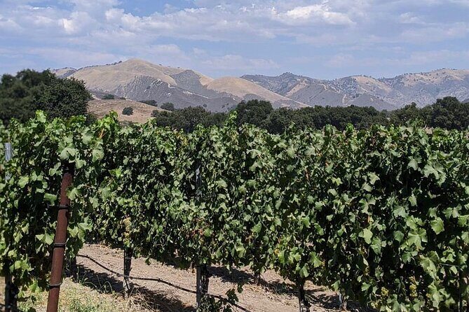 Private Santa Ynez Valley Wine Tasting Tour for up to 4 guests - What’s Included and What You’ll Love