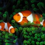 Private Scuba Diving Initiation with Licensed Guide - The Actual Dive: A Mild Introduction