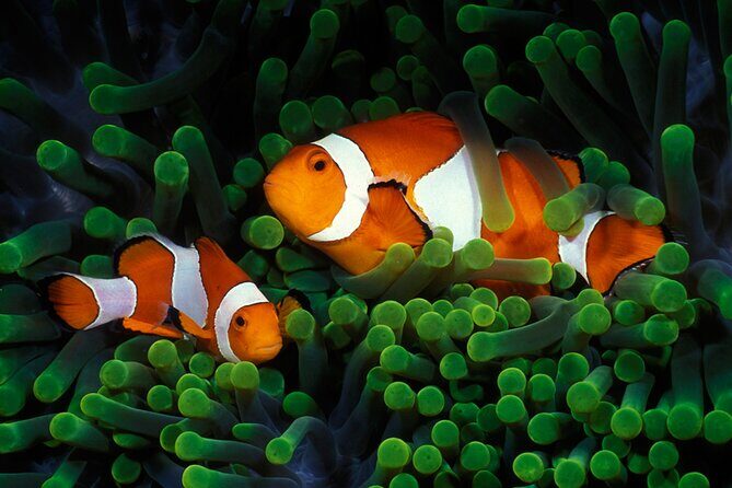 Private Scuba Diving Initiation with Licensed Guide - The Actual Dive: A Mild Introduction