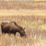 Private Seward Cruise Transfer & Scenic Tour for Large Groups - Transportation and Group Size