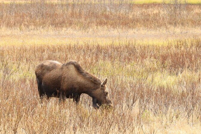 Private Seward Cruise Transit Tour with National Park and AWCC - Authentic Experiences & Genuine Feedback