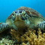 Private Snorkeling in 3 GiIi Islands - What to Expect During Your Day