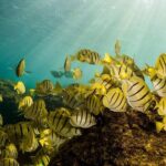 Private Snorkeling Tour in Cabo San Lucas - What the Reviews Say