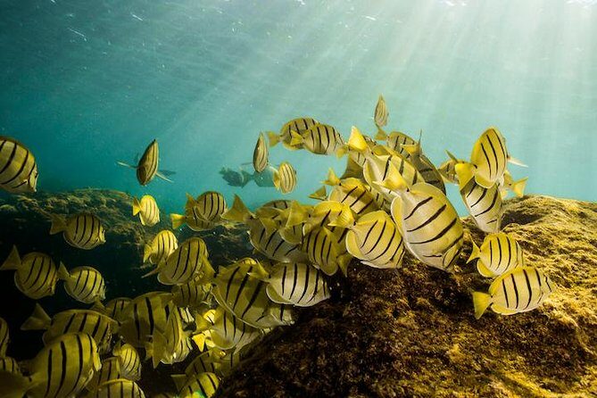 Private Snorkeling Tour in Cabo San Lucas - What the Reviews Say