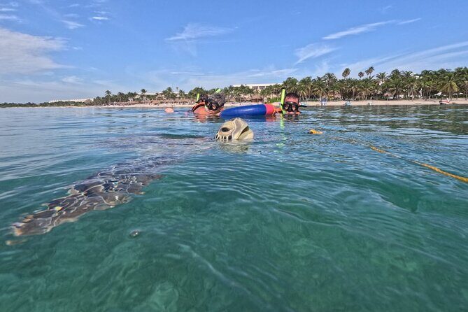 Private Snorkeling with Sea Turtles in Akumal Beach - What You Can Expect to See