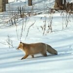 Private Snow Shoe Tour in Shiretoko National Park - Bright highlights from this tour include: