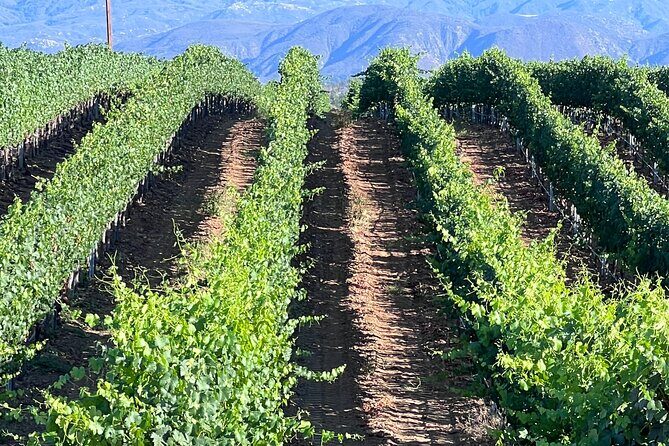Private Temecula Wine Tour from Pacific Beach - Who will enjoy this tour most?