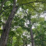 Private Temple Tour with Zazen Meditation - Practical Details and Tips