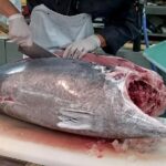 Private Tokyo Custom Walking Tour with a water bus ride - The Sum Up