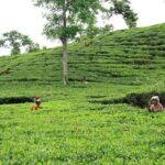 Private Tour: 5 Days - Bangladesh Nature & Culture Tour - North-eastern part - Practical Considerations