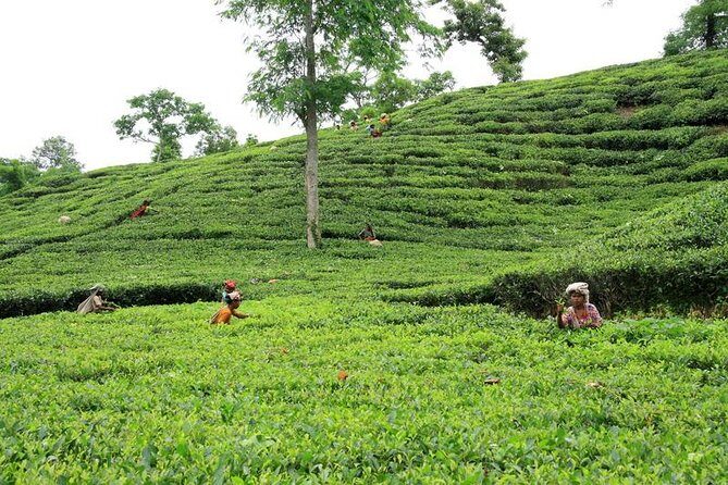 Private Tour: 5 Days - Bangladesh Nature & Culture Tour - North-eastern part - Practical Considerations