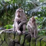 Private Tour: Bali in a Day - In-Depth Look at Itinerary Stops