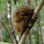 Private Tour: Bohol - 2 Days and 1 Night - Who Should Consider This Tour?