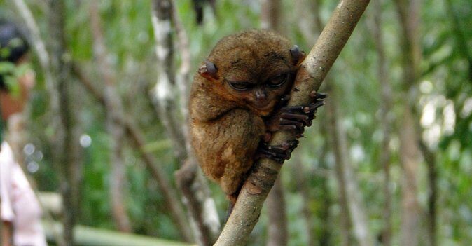 Private Tour: Bohol - 2 Days and 1 Night - Who Should Consider This Tour?