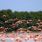Private Tour Celestun Flamingo Watching and Beach - Deep Dive into the Itinerary