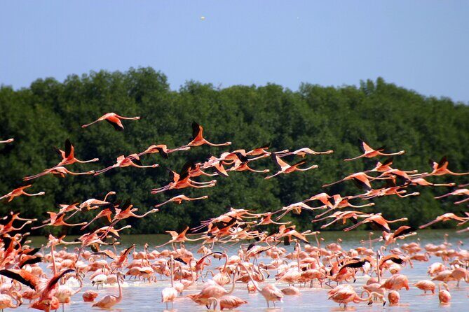 Private Tour Celestun Flamingo Watching and Beach - Deep Dive into the Itinerary