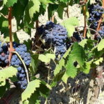 Private Tour: "FRANCIGENA WAY" in Chianti with Lunch & 2 Wine-tastings - The Practicalities: What You Can Expect