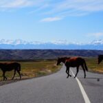 Private tour from Almaty 3 days Altyn emel /Charyn /Kolsay/Kaindy - Who Would Love This Tour?