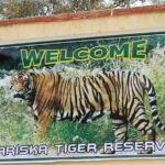 Private Tour from Delhi to Sariska Safari and Jaipur (1N/2D) - From Wildlife to Heritage: The Jaipur Experience