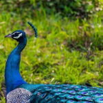 Private Tour from Ella to Mirissa with Udawalawe Safari - What Reviewers Say & Why It Matters