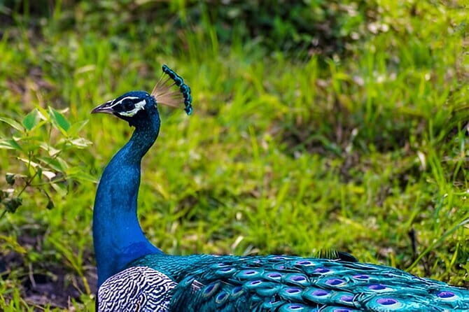 Private Tour from Ella to Mirissa with Udawalawe Safari - What Reviewers Say & Why It Matters