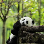 Private tour in Chengdu Panda Base and Leshan Giant Buddha - Authenticity and Value