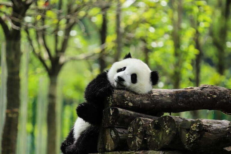 Private tour in Chengdu Panda Base and Leshan Giant Buddha