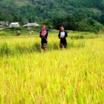 Private Tour in the Tribal Villages of Vietnam - Transportation, Price, and Practical Aspects