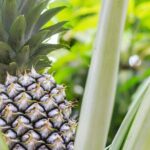Private Tour Maui Pineapple Farm in Haliimaile - Why the Price Matters: Is It Worth It?