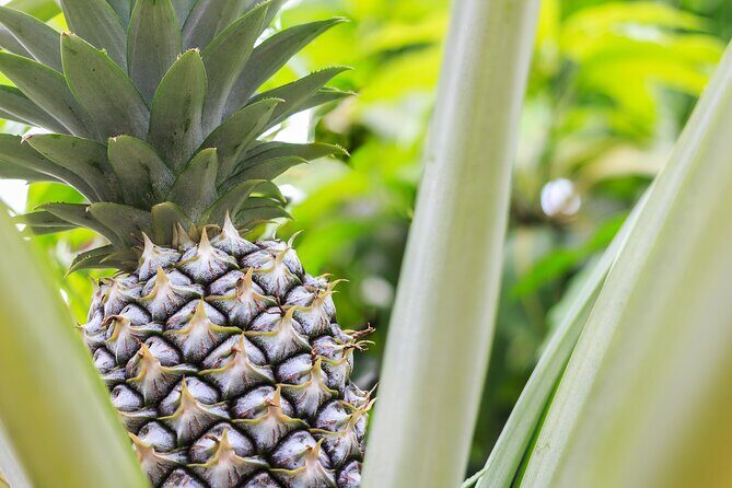 Private Tour Maui Pineapple Farm in Haliimaile - Why the Price Matters: Is It Worth It?