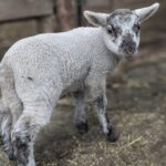 Private tour Meet the Sheep of Aso and pick Aso strawberries - Deep Dive into the Itinerary