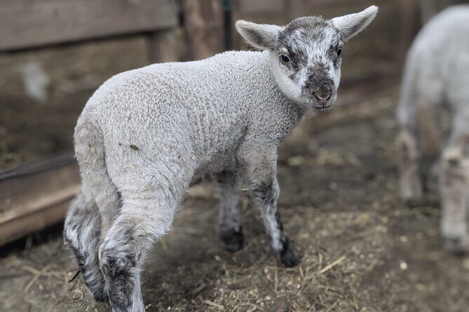 Private tour Meet the Sheep of Aso and pick Aso strawberries - Deep Dive into the Itinerary