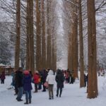 Private Tour Nami Island with Petite France 'and/or' The Garden of Morning Calm - Detailed Breakdown of the Experience