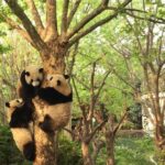 Private Tour of Chengdu Panda Center and Leshan Giant Buddha - Who Will Love This Tour