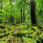 Private Tour of Mt. Fuji Culture and Nature Walk - Why the Guide Matters: Learning from an Expert