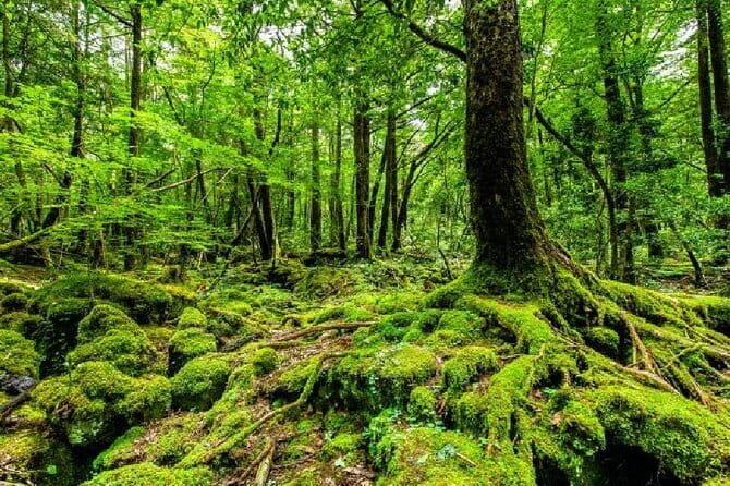 Private Tour of Mt. Fuji Culture and Nature Walk - Why the Guide Matters: Learning from an Expert