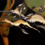 Private Tour of Shanghai Ocean Aquarium, Longhua Temple and Oriental Peal Tower - Practical Insights and Considerations