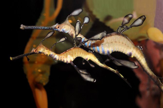 Private Tour of Shanghai Ocean Aquarium, Longhua Temple and Oriental Peal Tower - Practical Insights and Considerations