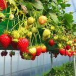 [Private Tour] Organic Strawberry Farm & Nami Island & Petite France - Authentic Experiences That Stand Out