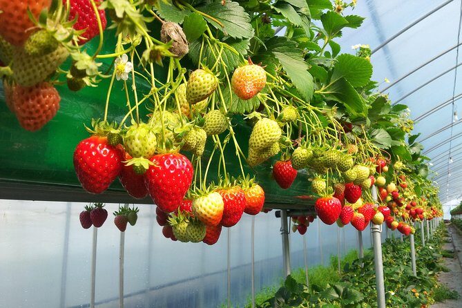 [Private Tour] Organic Strawberry Farm & Nami Island & Petite France - Authentic Experiences That Stand Out
