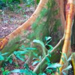 Private Tour Singapore Botanic Garden (UNESCO) - A Closer Look at the Singapore Botanic Garden Private Tour