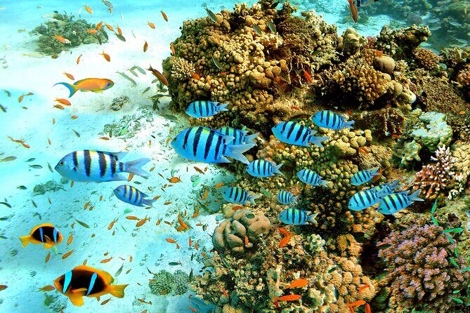 Private Tour Snorkeling to Explore Hidden Coral Spots - Why This Tour Offers Good Value