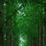 Private Tour to Alpaca world &Nami Island& Railbike with Tickets - What Makes This Tour Stand Out?