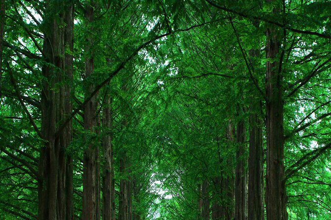 Private Tour to Alpaca world &Nami Island& Railbike with Tickets - What Makes This Tour Stand Out?